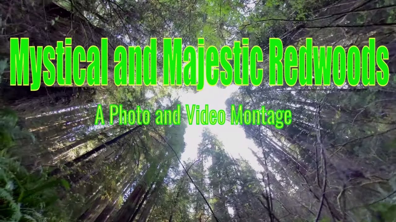 Majestic & Magical Redwoods - YouTube