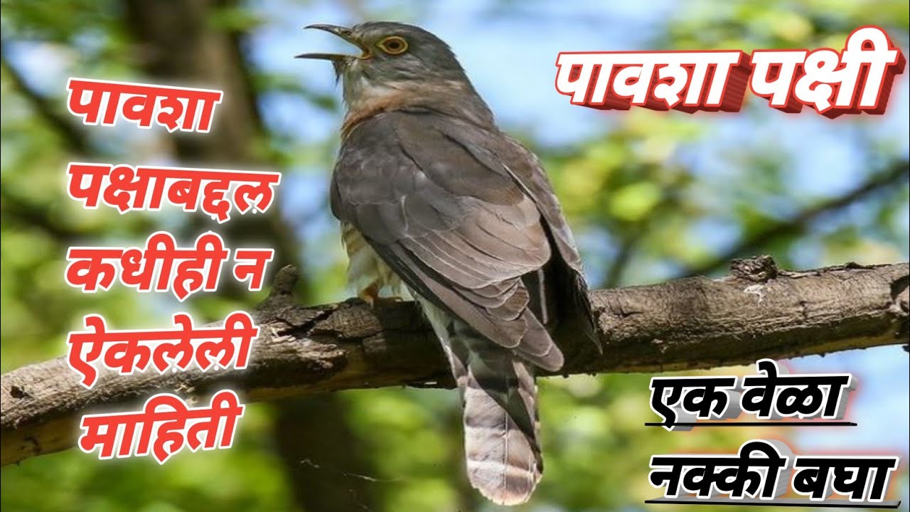 पावशा पक्षी माहिती! Pavasha pakshi mahiti ! पावशा पक्षी! pavasha pakshi ...
