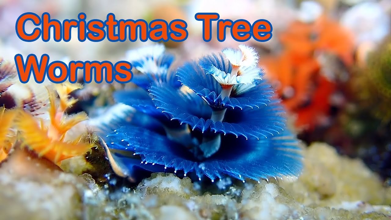Christmas Tree Worms - YouTube