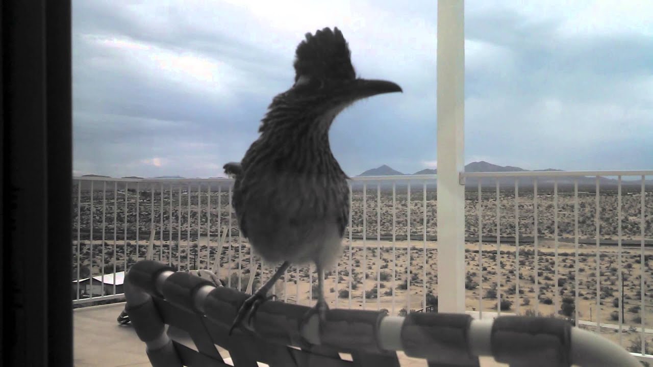 Crazy Bird (Road Runner) - YouTube