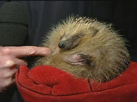 ARCHIVE CLASSIC: Remember George the obese hedgehog? - YouTube