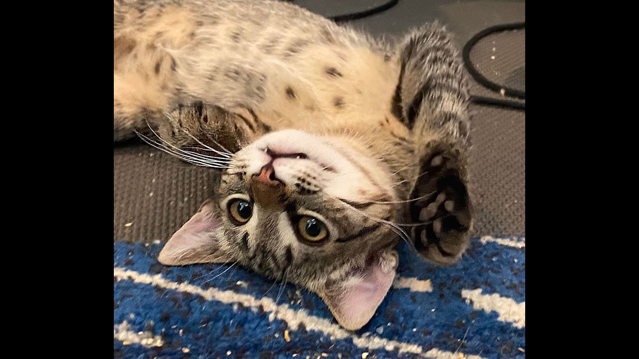 Meet Goose & Maverick, a bonded pair of kittens... with the NEED for ...