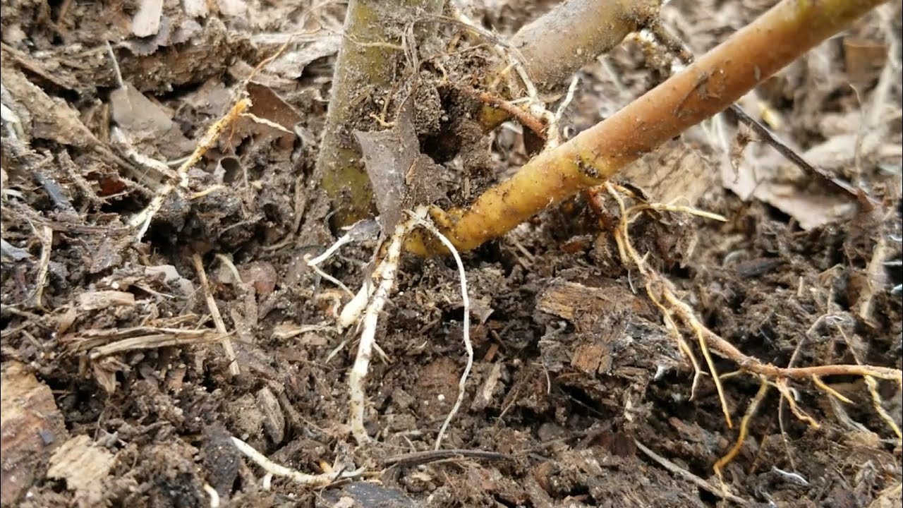 Experimenting with M111 apple rootstock - YouTube