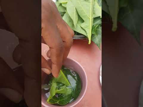 Ce thé à la feuille de Papaye et au Miel pour une Journée Pleine de Vitalité ! ☀️