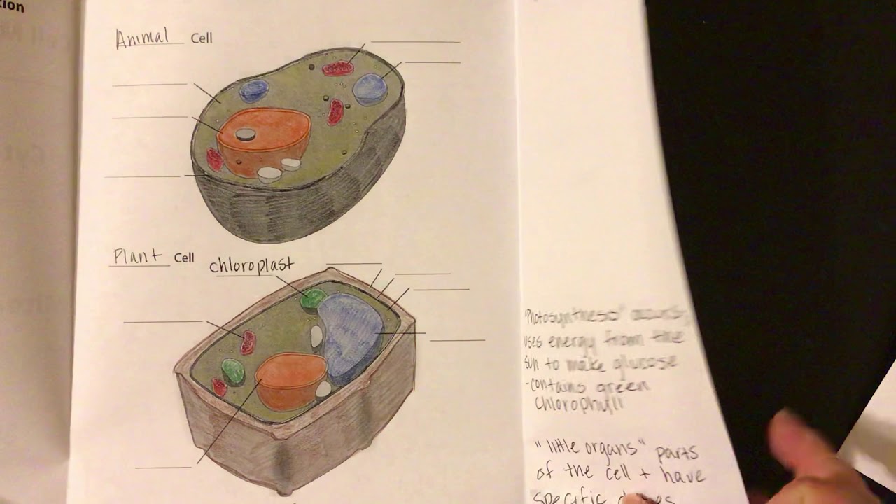 Cell Organelle Foldable Pt 1 (1.2021) - YouTube