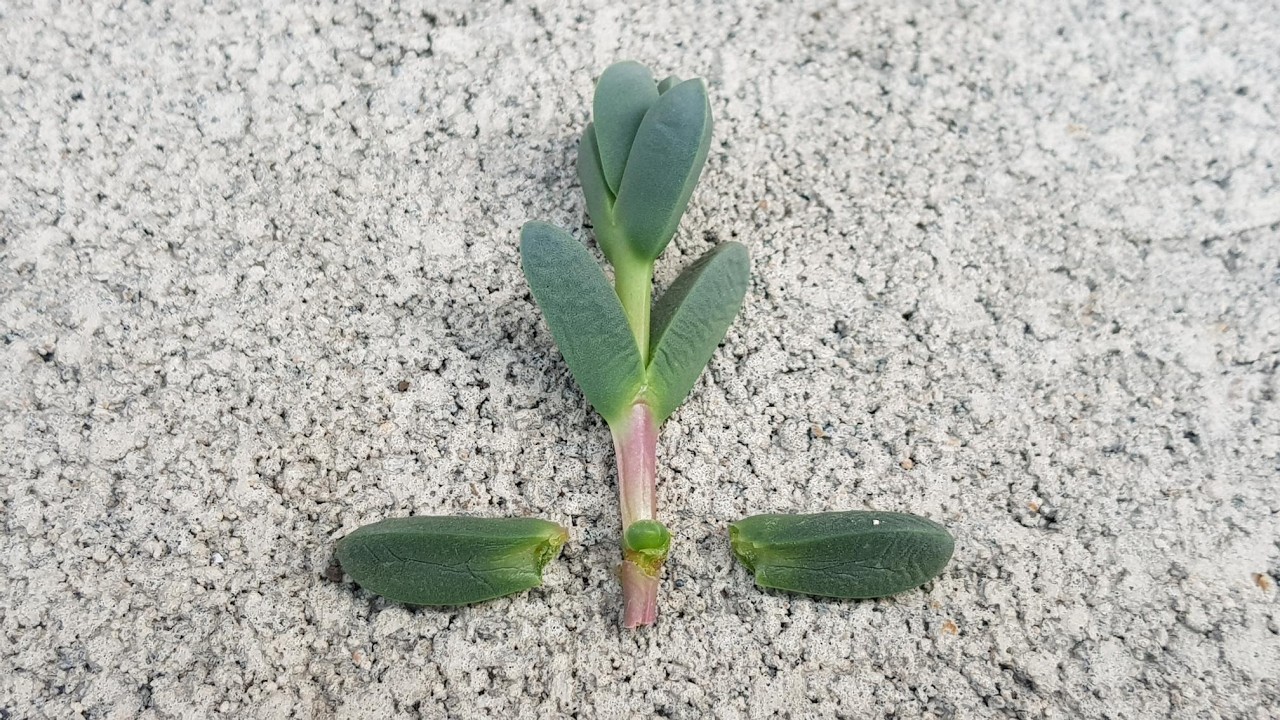Astridia Velutina REPRODUCCIÓN - Astridia Velutina REPRODUCTION - YouTube