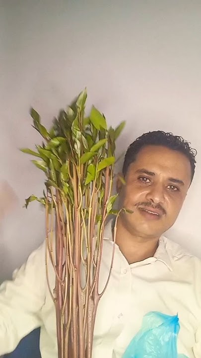 اثيوبيا لعشاق القات /قات هرري/اجواء جميله القات عندهم ارخص من قات ...