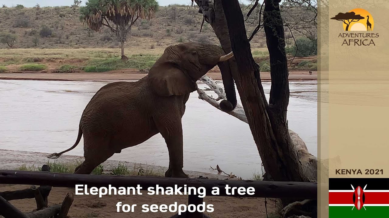 Elephant shaking a tree for seedpods - YouTube