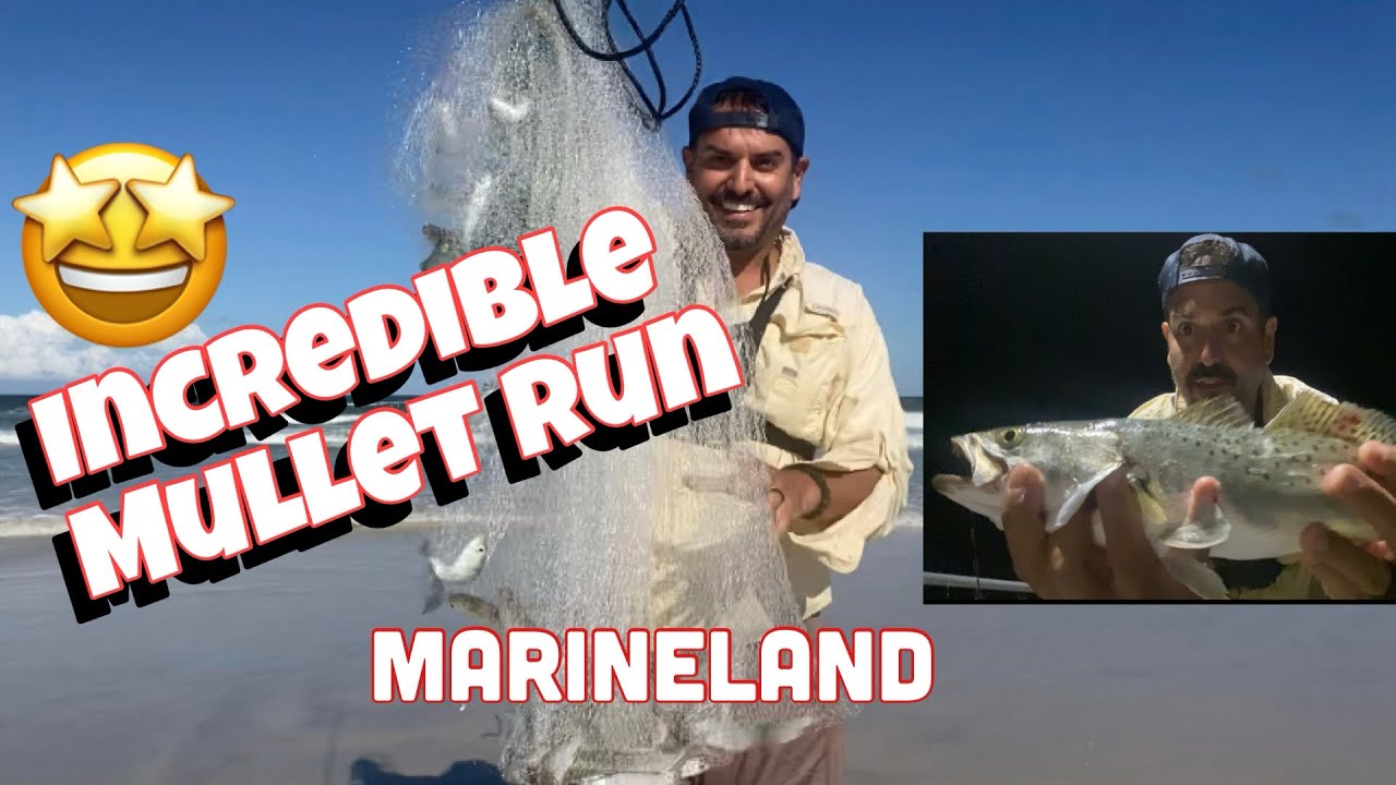 *INCREDIBLE MULLET RUN* caught multiple species on LIVE Mullet ...
