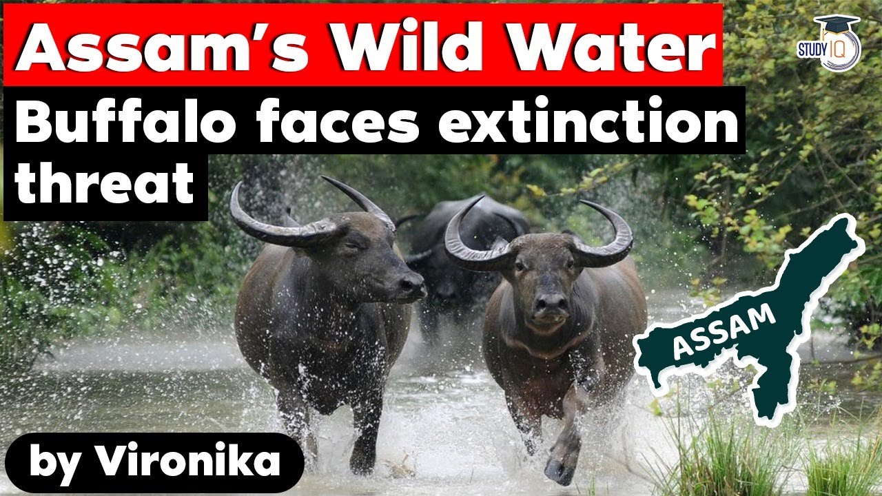 Assam’s Wild Water Buffalo faces extinction threat - What are the ...