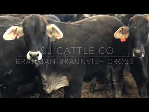 J&J Cattle Co-Braunvieh-Brahman/Chocolate Brahman Cross - YouTube