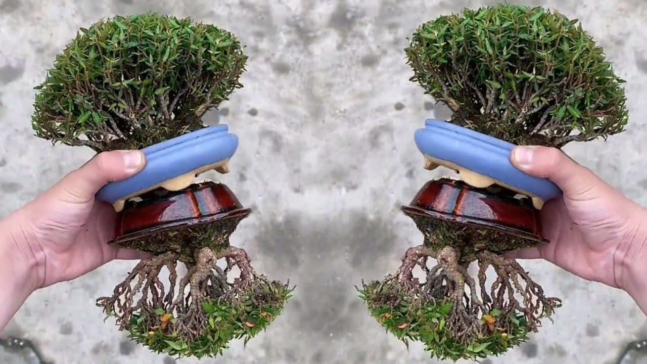 The best mini Bonsai - YouTube