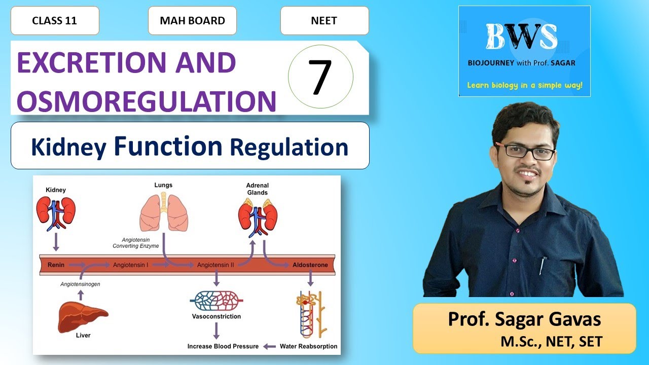 11th Biology | Excretion and Osmoregulation - Part 7| Regulation of ...