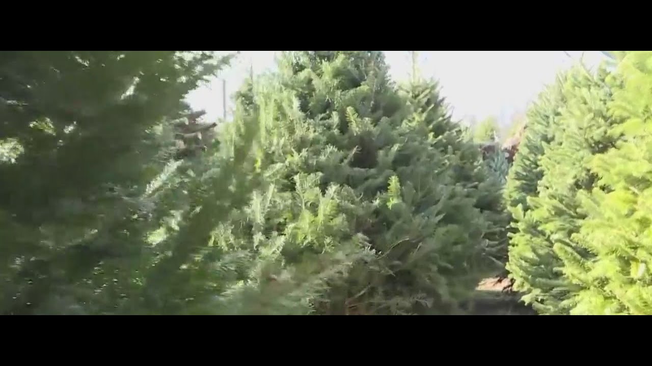Long Island Christmas tree farm closing it's doors this season - YouTube