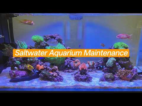 48-Gallon Reef Tank Maintenance Routine