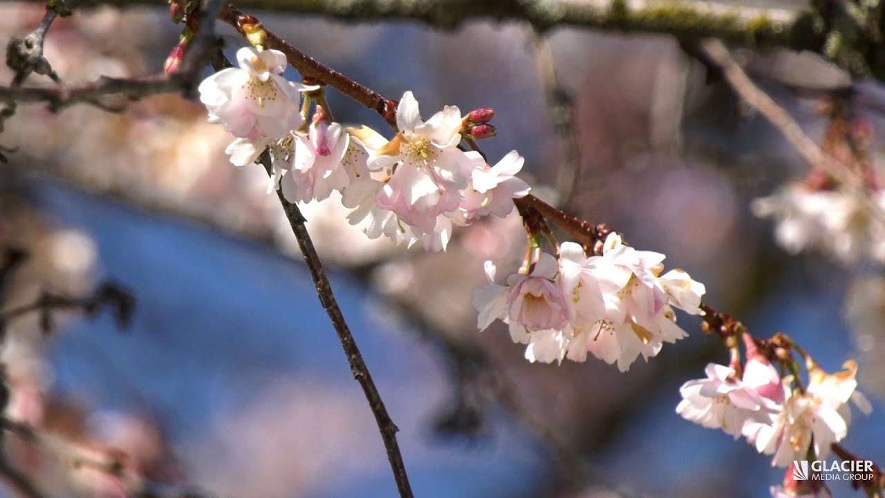 Brrrr: Spring in B.C. will be colder than 'average' - YouTube