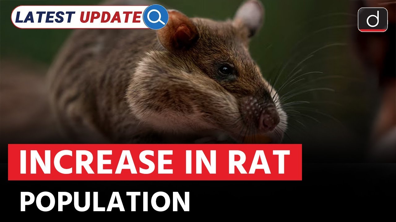 Climate Change Boosts Rat Populations | Ratpocalypse | Latest Update ...