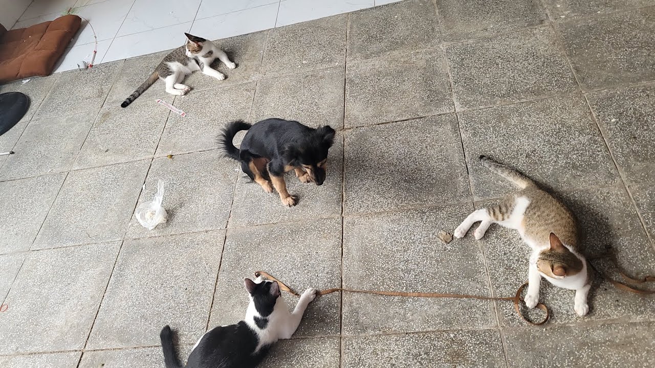 Chị Ba là con chó thương mèo nhất Tui từng thấy - YouTube