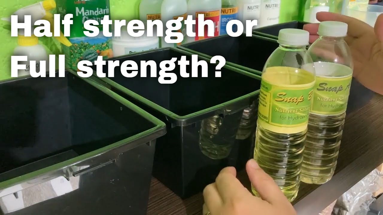 Effect of SNAP nutrient solution strength on lettuce seedlings ...