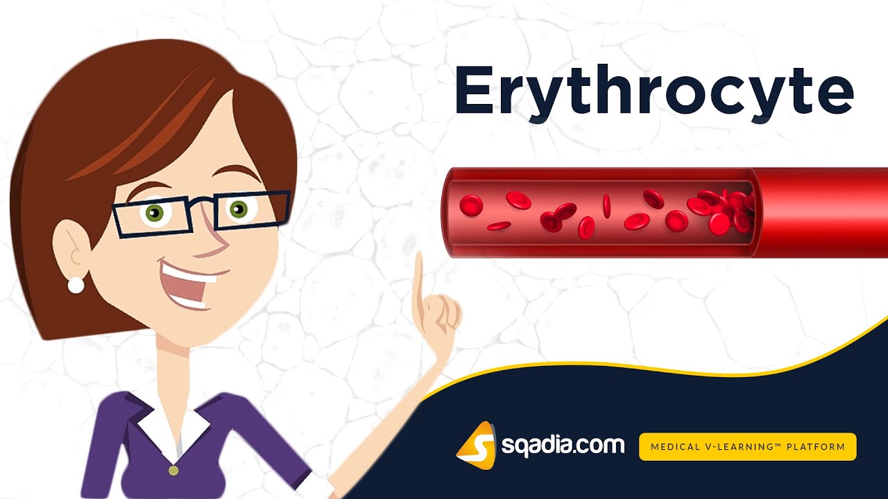 Erythrocyte | Anatomy Histology | Animation Video | V-Learning ...