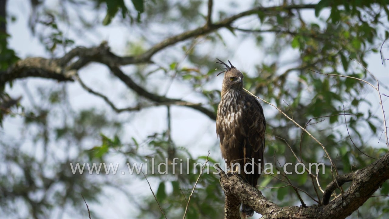 Watch a Changeable Hawk-eagle take flight in slow motion - YouTube