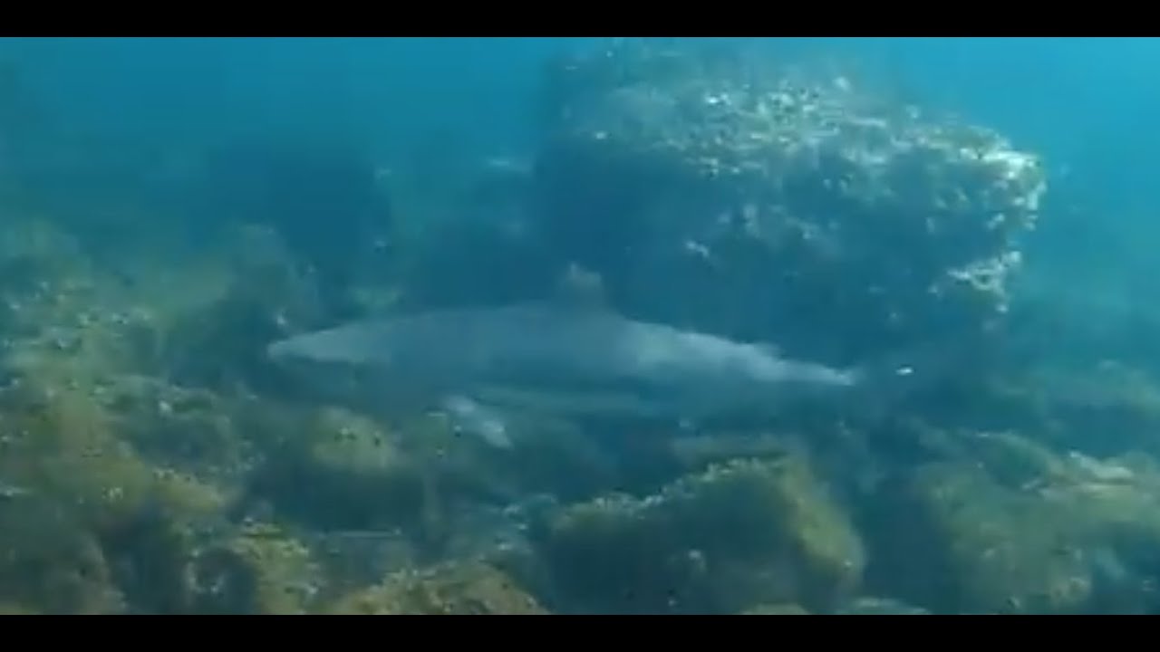 Encounter with reef Sharks in Oman - YouTube
