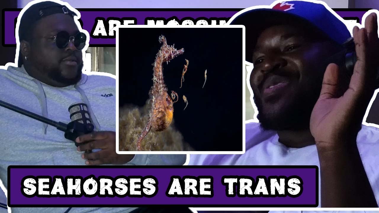 Did You Know Seahorses Are Trans? | Mans Are Mossin' | Splash Network ...