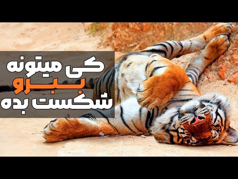 ببر در حمله وحشیانه زخمی شد! | طبیعت وحشی: قسمت ۵۴ با دوبله فارسی تماشا کنید!