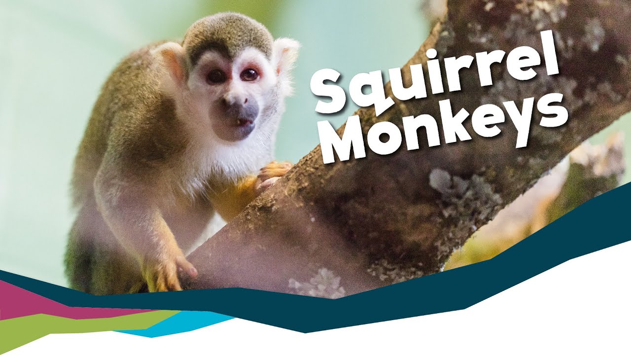 Squirrel Monkeys: The Smelly Smarties of the Forest Canopies - YouTube