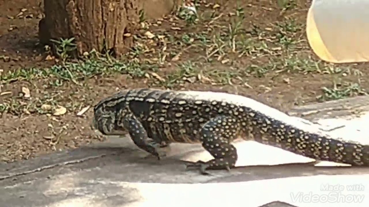 Lagarto teiú, na hora do rango. - YouTube