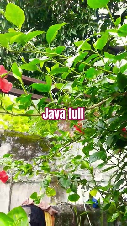 java ka full#🌺🌺 - YouTube