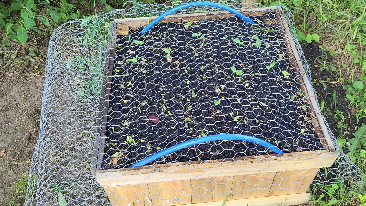 Predator in the garden... - YouTube