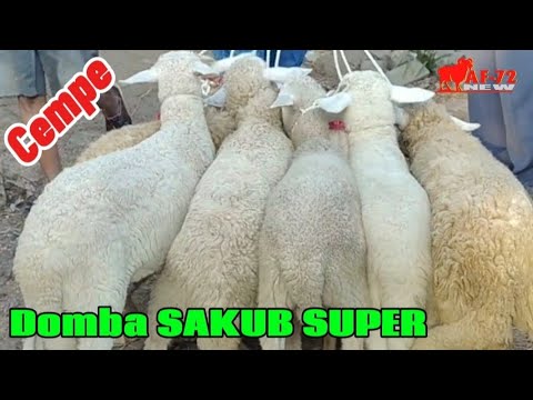 CEMPE DOMBA SAKUB SUPER CALON JUMBO | PASAR WAGE BUMIAYU HARI INI - YouTube