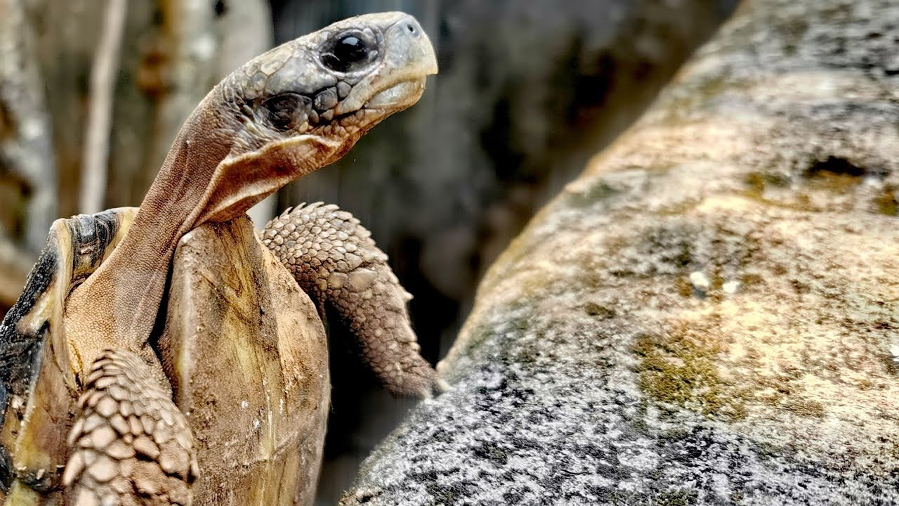 World's tinniest adult tortoise goes bouldering [ROCK CLIMBING] - YouTube