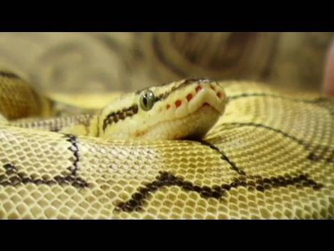 Snake Bytes TV - "My Balls Wanna Mate! " - YouTube