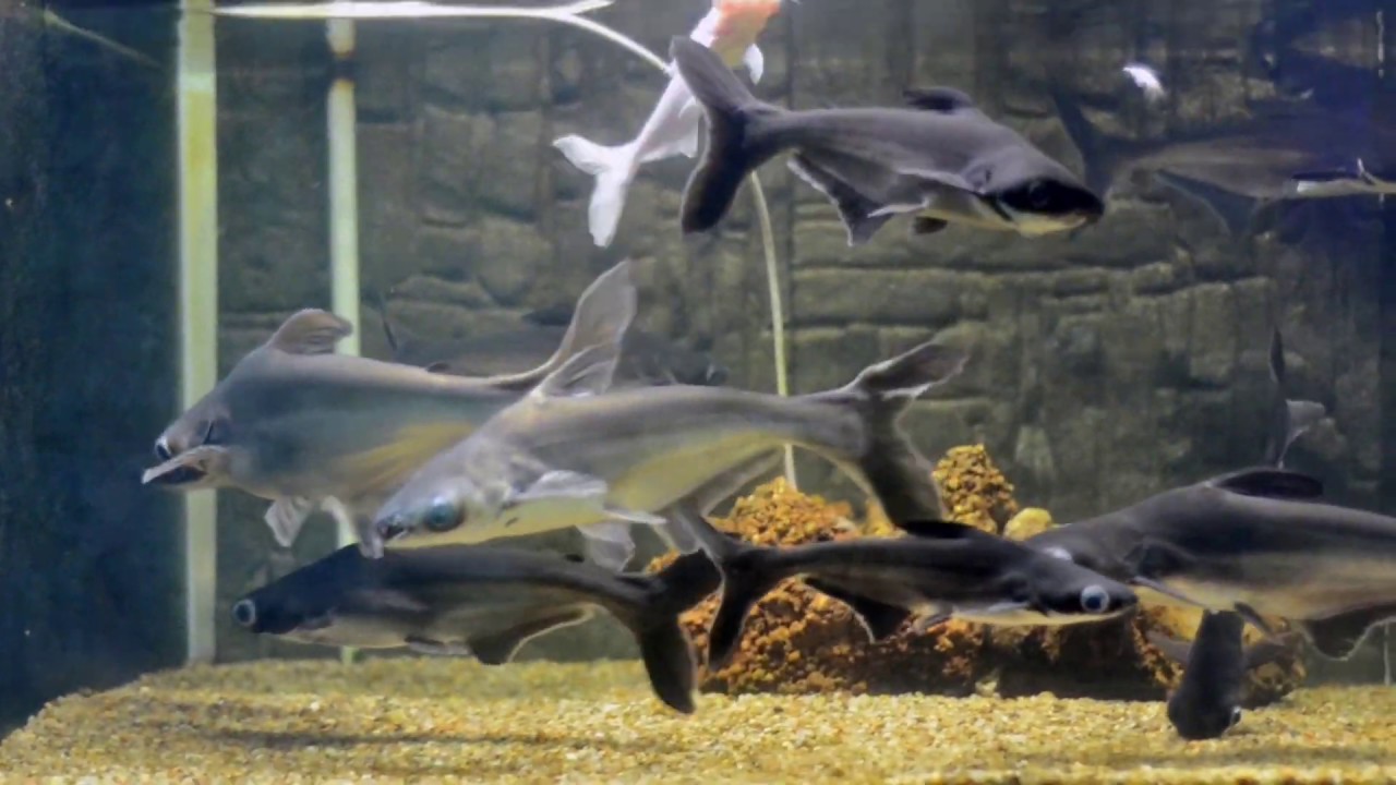 Aquarium Pondicherry Botanical Garden (Detailed video of fishes) - YouTube