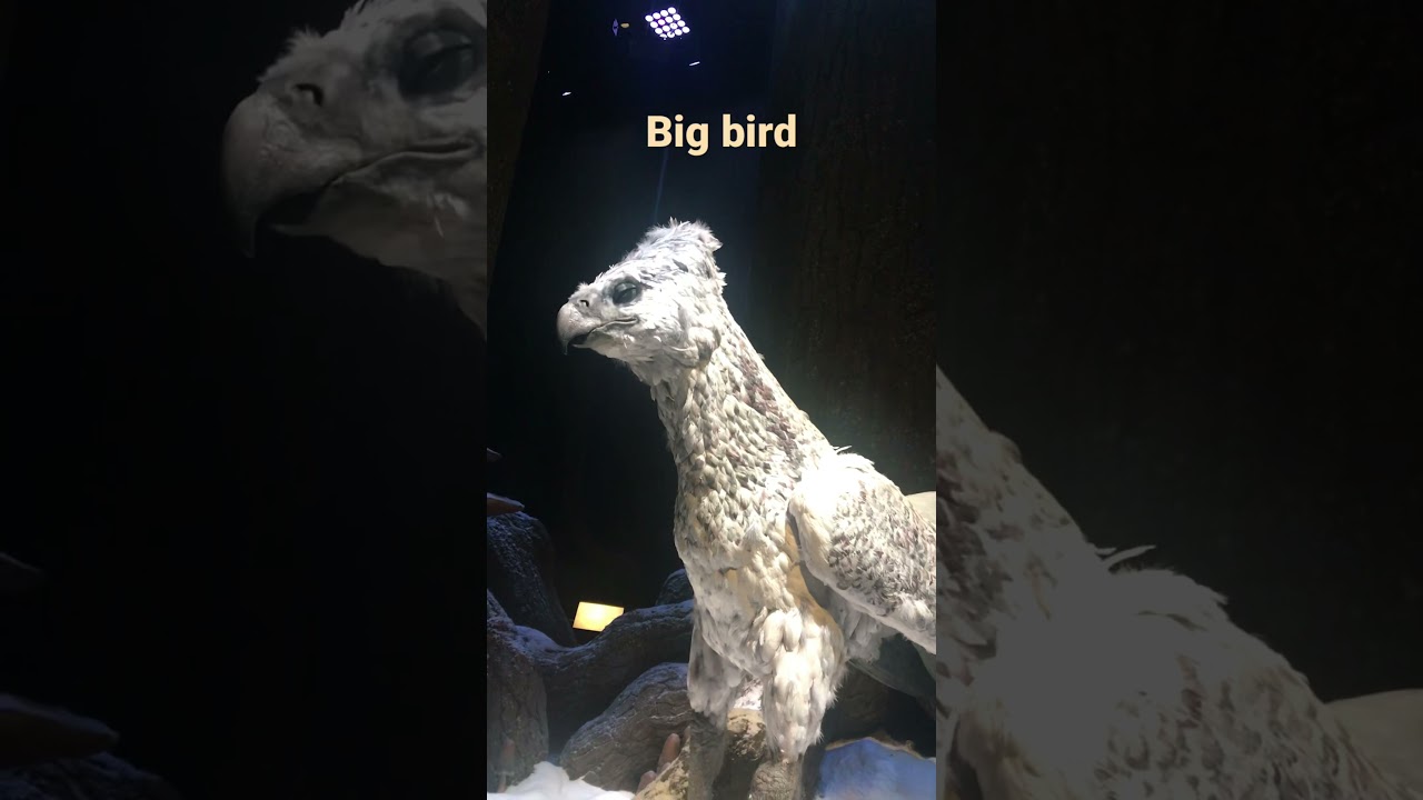 Big boy bird - YouTube