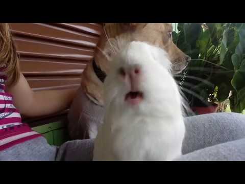 Porquinho da Índia gritando.🐹
