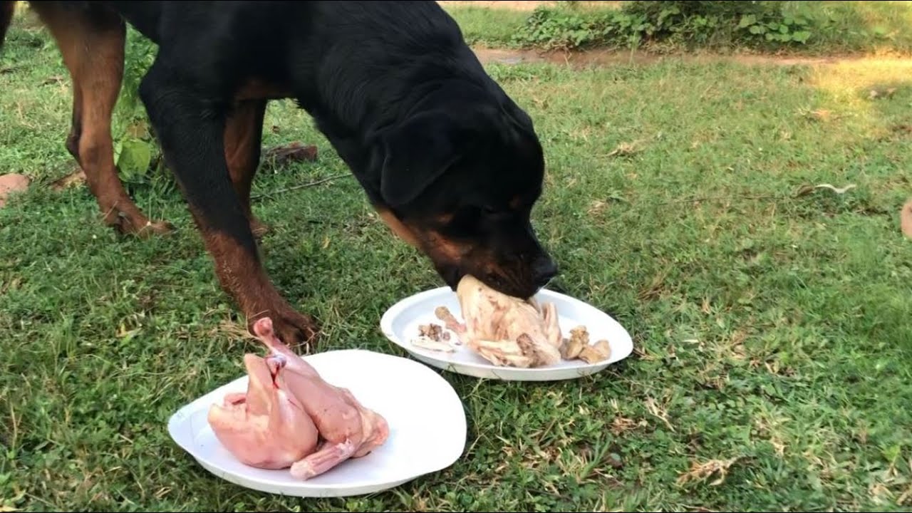 Raw vs Boiled chicken aggressive Rottweiler test. - YouTube