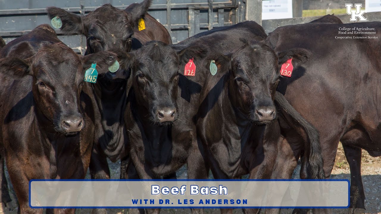 Beef Bash - YouTube