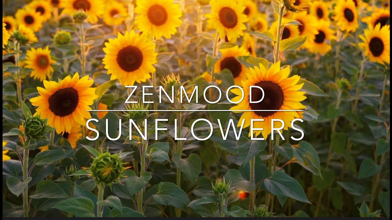 Sunflowers - 39 (ZenMood) Meditation, Relaxation & Sleep Music - YouTube