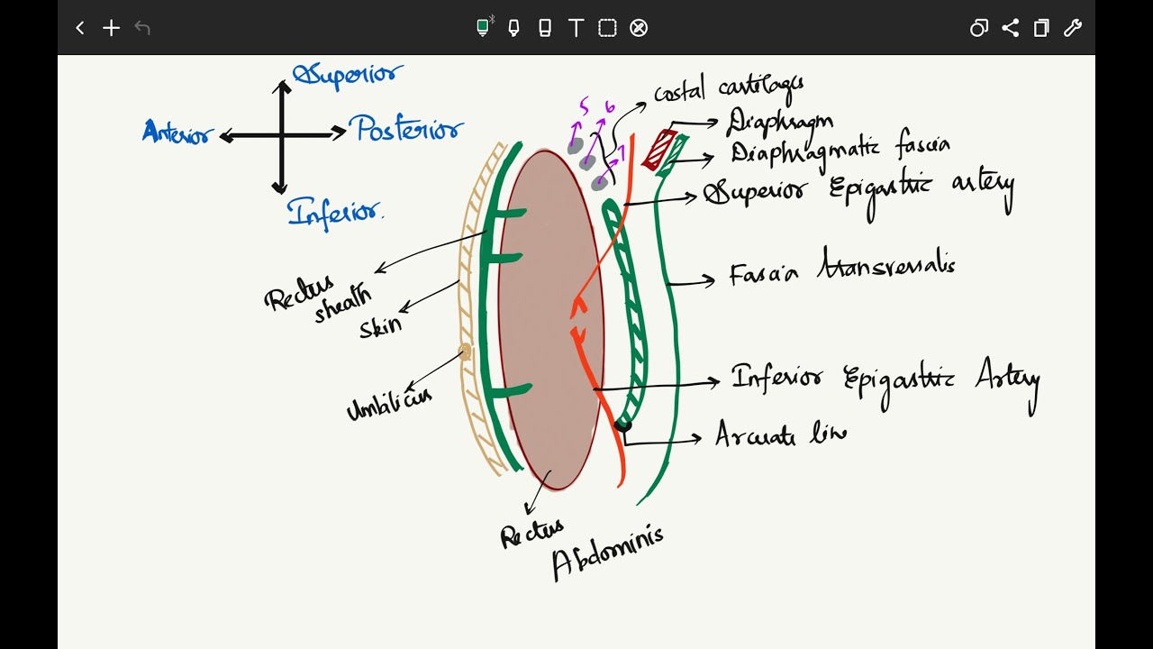 RECTUS SHEATH-2||ANATOMY||ABDOMEN - YouTube