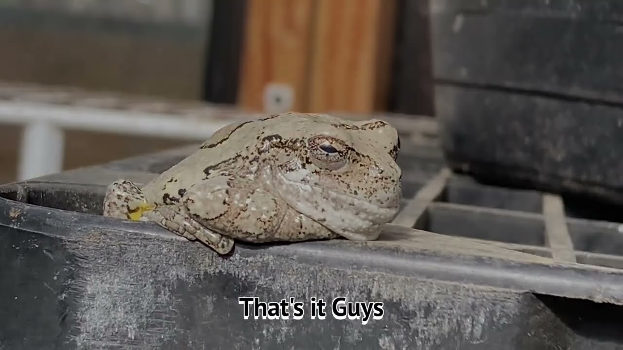 Tree Frog in Greenhouse part 5 of 5 - YouTube
