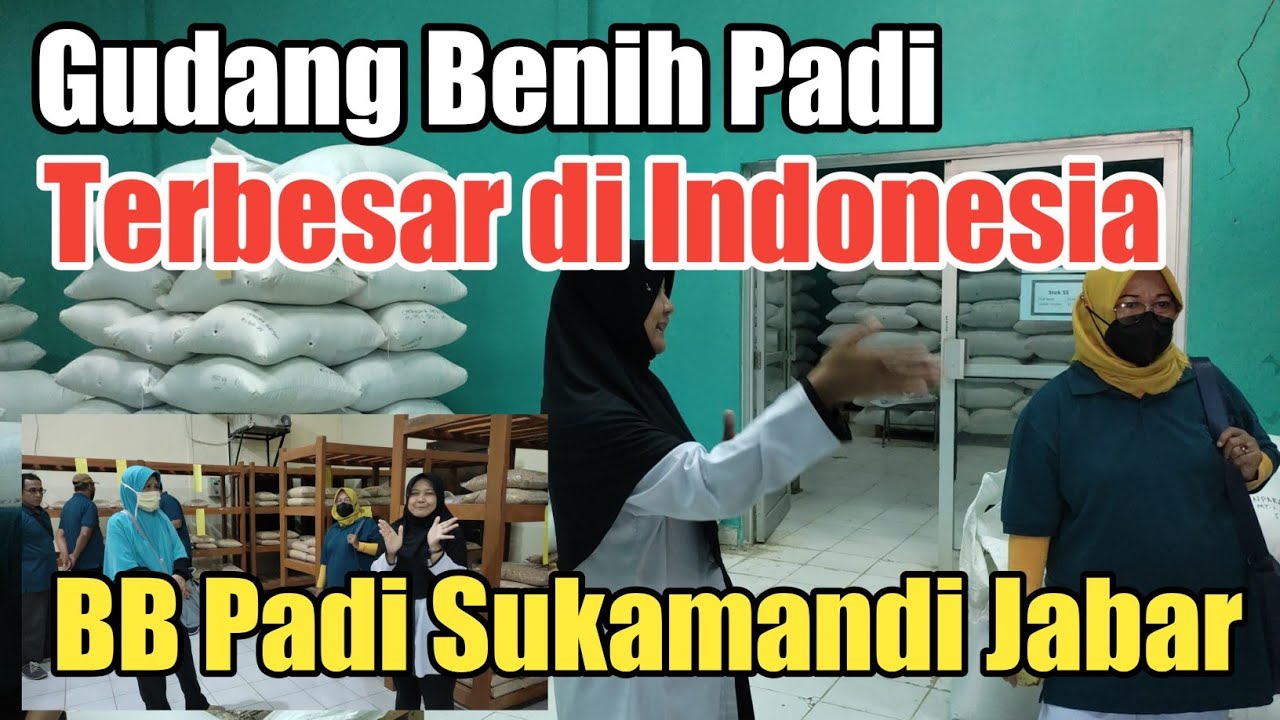 Gudang Benih Padi Terbesar Di Indonesia || BB Padi Sukamandi Subang ...