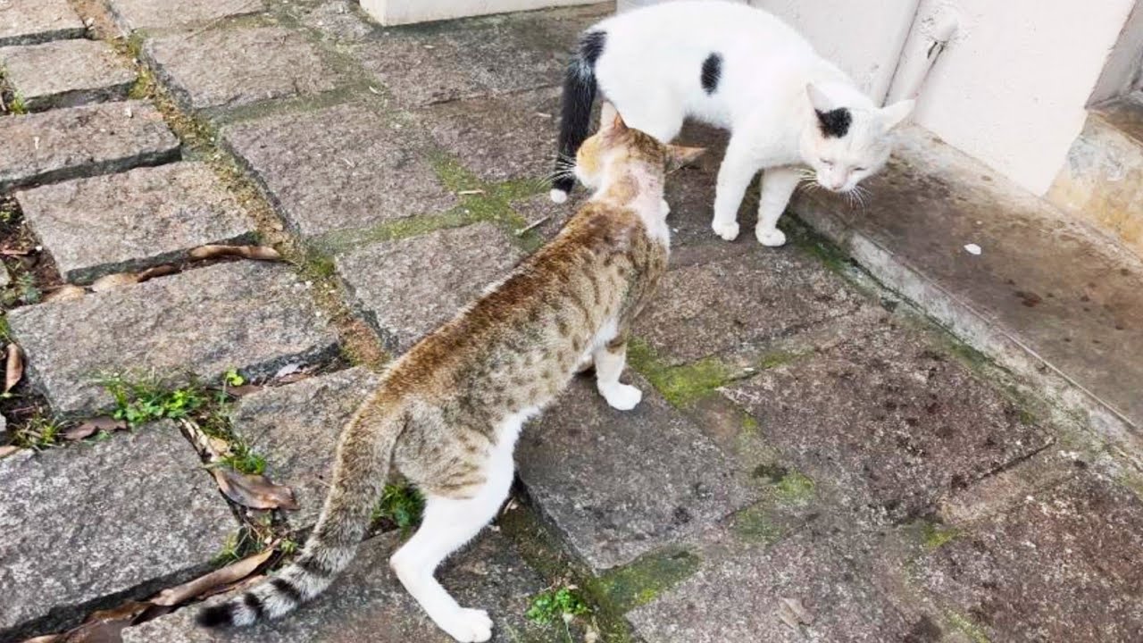 Angry male cats warming up for fighting|20 - YouTube