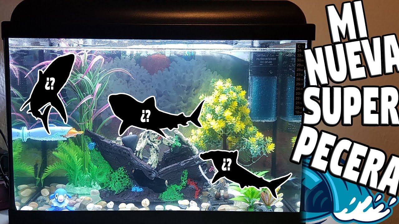 MI NUEVA SUPER PECERA (ACUARIO) CON 3 TIBURONES! TIBURÓN BALA, TIBURÓN ...