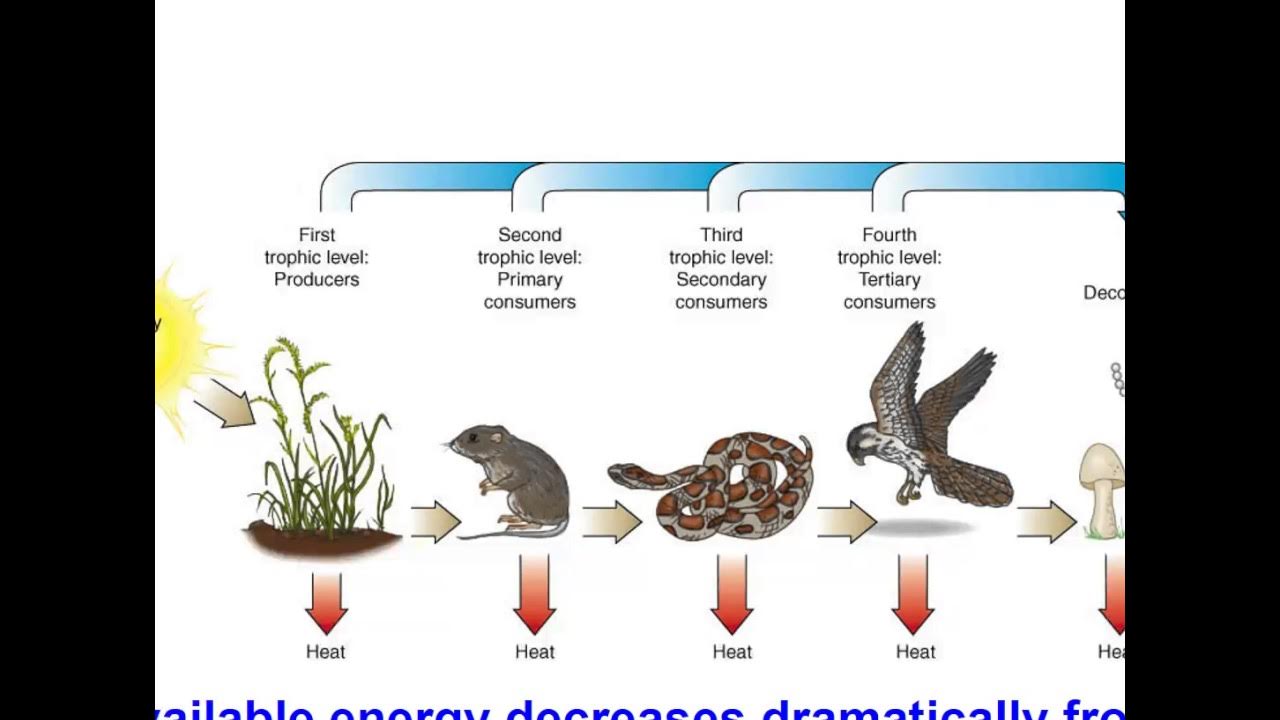 Energy Flow through Food Chains - YouTube