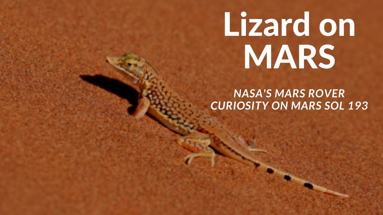 [MARS]- NEW Lizard On Mars Planet | LATEST 4K IMAGES FORM MARS BY ...