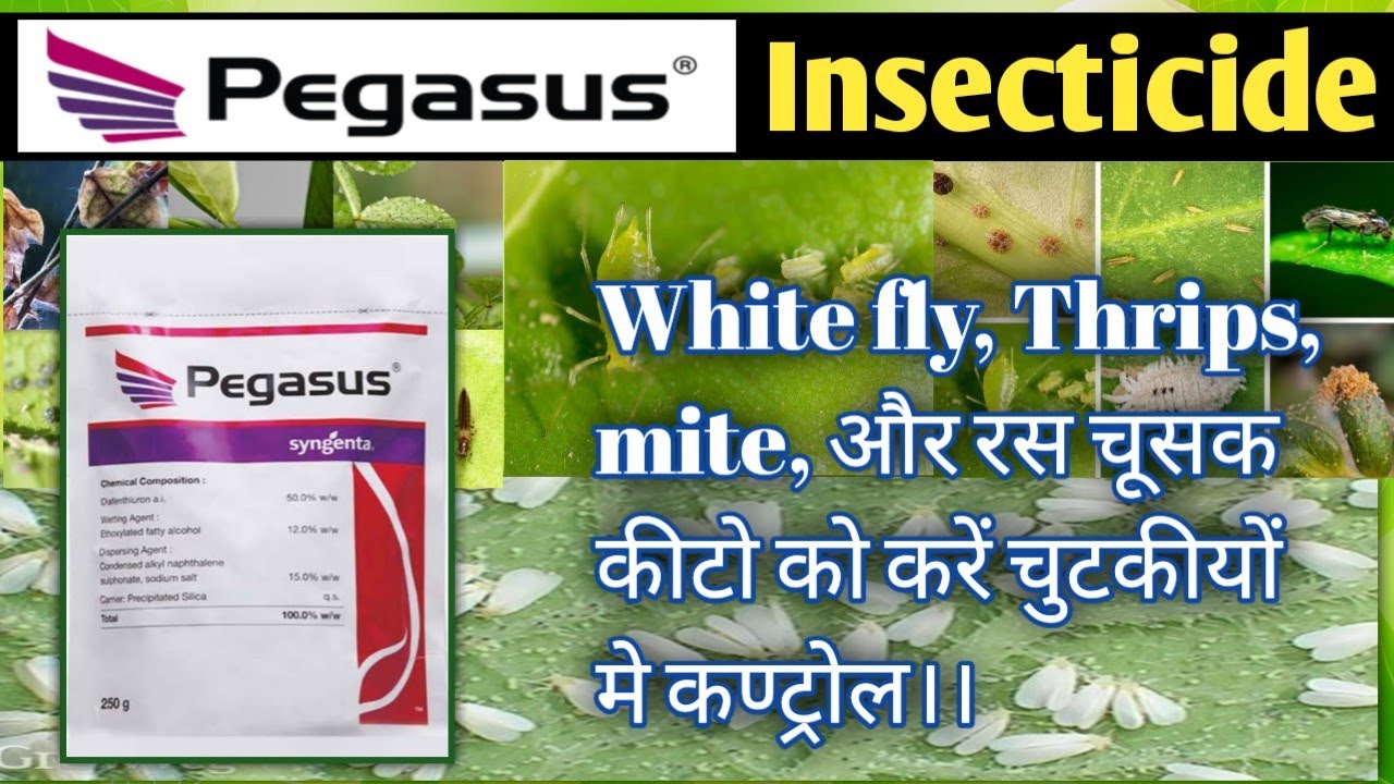 Pegasus Syngenta/Pegasus insecticide/mites,thrips,whitefly को करें ...