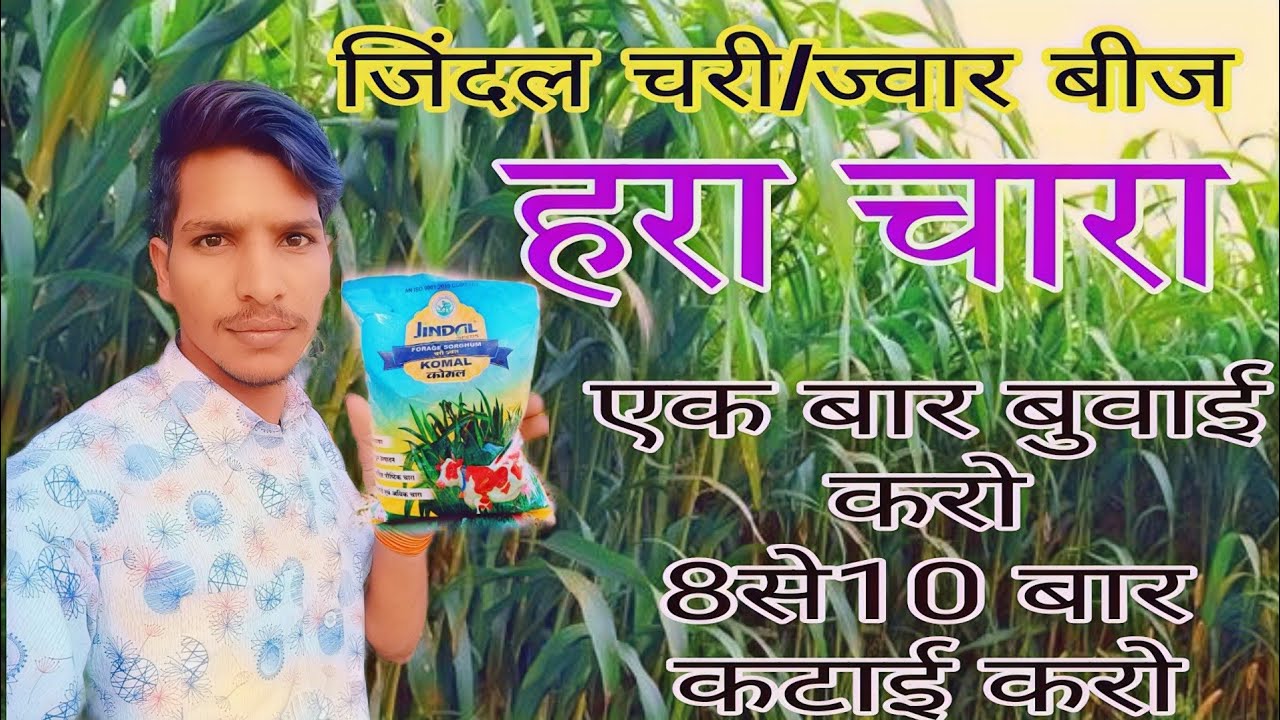 jindal seeds chari jwar bij हरा चारा बीज 8 से 10 कटाई करो ...